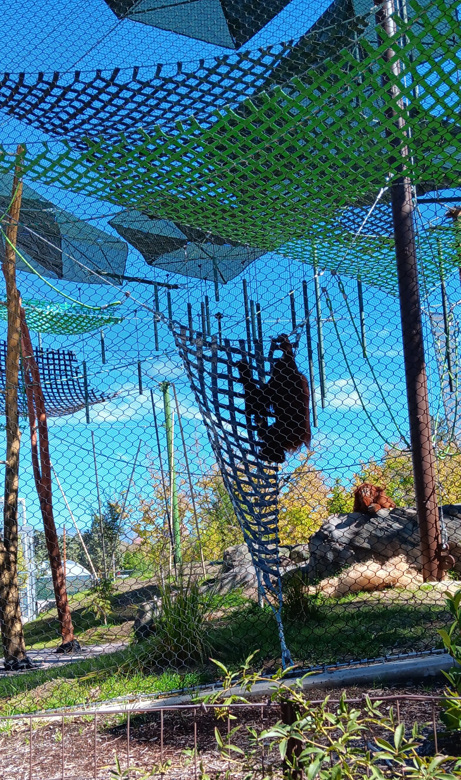 Asia habitat opens at ABQ BioPark – New Mexico News Port